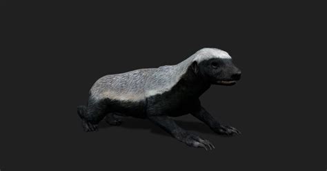 Realistic Animated Badger 20 Characters Unity Asset Store Realistic Animated Badger 20 Characters Unity Asset Store
