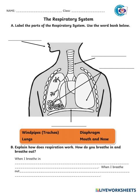 Respiratory System 1386736 Black828 Live Worksheets