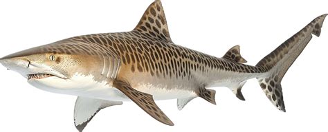 Shark That Has Stripes