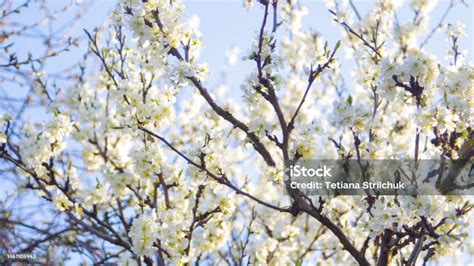 꽃 자연 꽃 계절 부활절 배경과 사과 나무의 신선한 봄 가지를 Defocus 푸른 하늘 아름 다운 꽃이 만발한 사과 나무입니다 공간을 복사합니다 초점이 맞지 않음 0명에