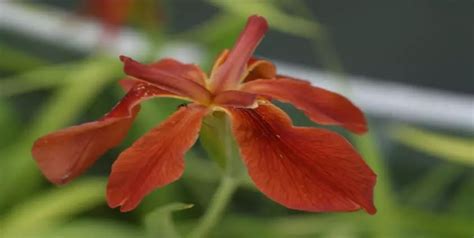 Red Copper Water Iris Freshwater Farms Of Ohio