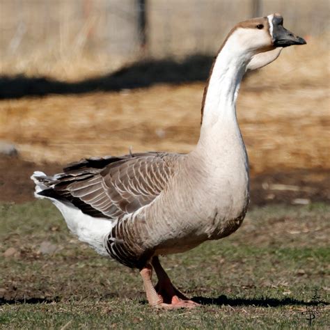 10 Domestic Goose Breeds For Backyard Farming 10 Domestic Goose Breeds For Backyard Farming