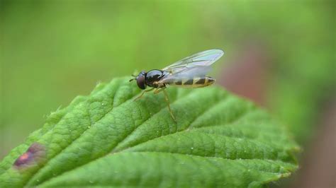 ბუზი Youtube