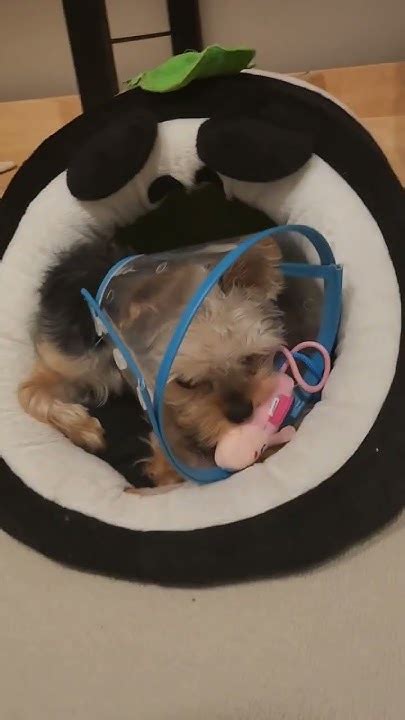 삑삑이 인형 갖고 노는 재미 에 빠진 레오 요키 Yorkshireterrier 중성화수술4일차 Youtube