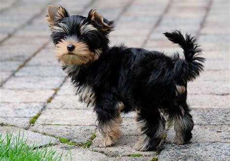 Yorkshire Terrier Dog Puppy Free Photo On Pixabay