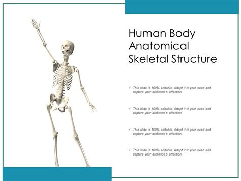 Human Body Anatomical Skeletal Structure Ppt PowerPoint Presentation File B