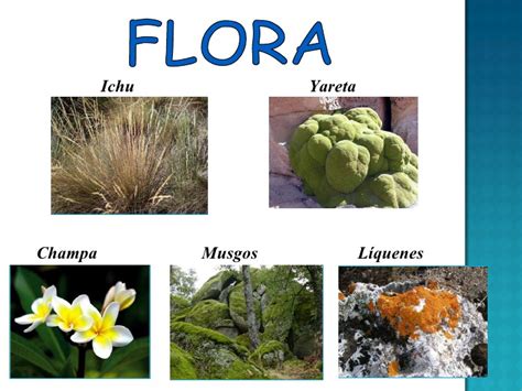 Riquezas De La Sierra Peruana Flora Y Fauna De Nuestra Sierra Peruana
