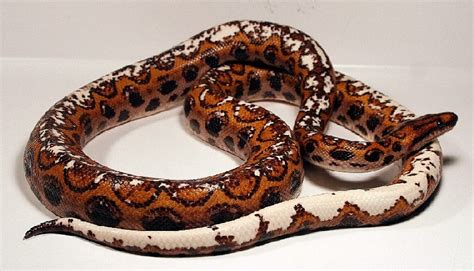 Rainbow Boa Morphs And Types Stardust Scales