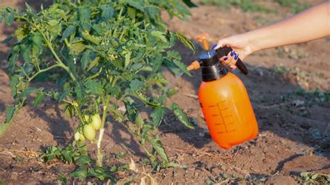 5 Tips For Keeping Bugs Off Your Tomato Plants