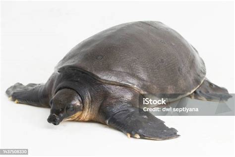 Kurakura Berhidung Babi Atau Kurakura Fly River Carettochelys Insculpta