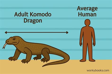 Komodo Dragon Definition Examples Quiz Faq Trivia