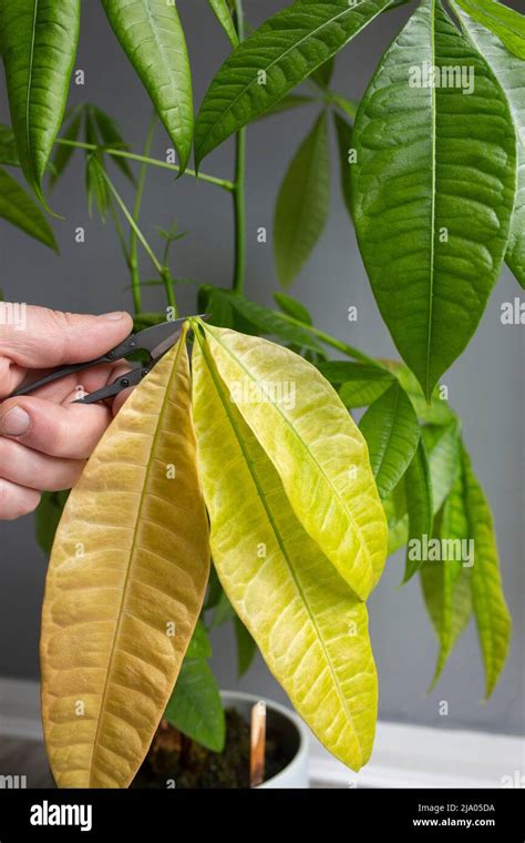 Cutting Pruning Dead Leaves From A Pachira Aquatica Plant Houseplant
