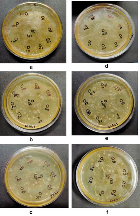 Illustrations Of Agar Diffusion Assay Experiment Of Isolates A Control
