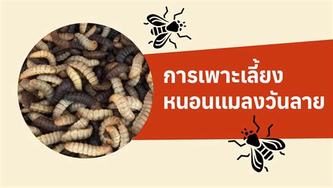 การเพาะเลี้ยงหนอนแมลงวันลาย Kasetsart University Research And Development Institute
