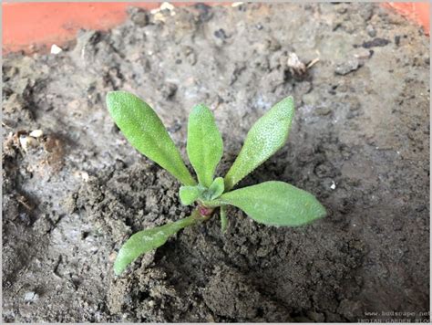 Flower Seedling Identification Winter Spring Edition Gardening