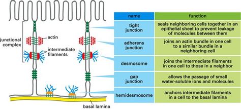 Cell Junctions Summary ชีววิทยา