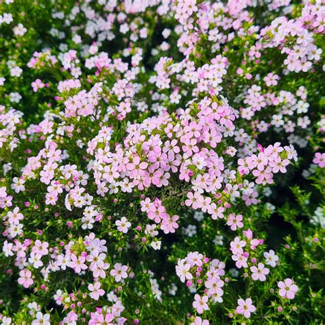 Coleonema Pink Diosma Hello Hello Plants