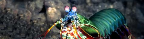 13 Types Of Mantis Shrimp Species Facts And Photos