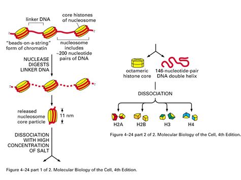 Chromatin Structure And Functionpresentation Ppt