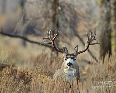Monster Mule Deer Buck Photograph By Daryl L Hunter Fine Art America