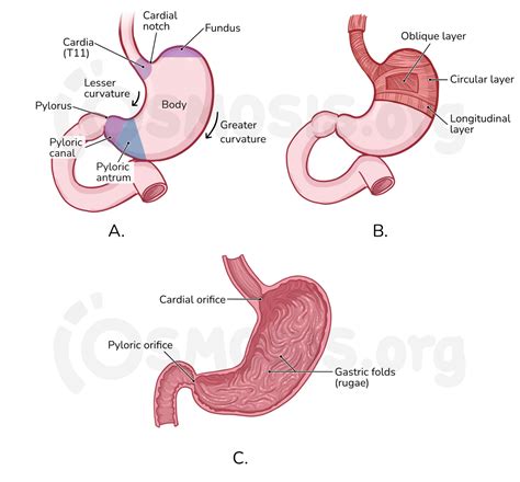 Stomach Anatomy