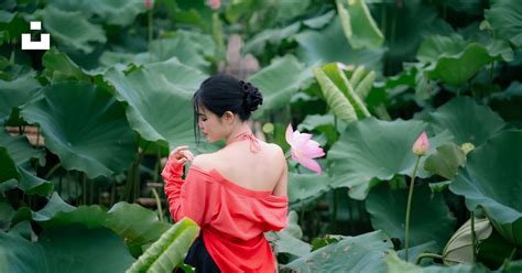 Woman Observes A Lotus Flower In A Peaceful Garden Photo Free