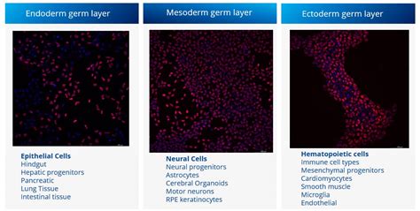 Excellerate™ Ipsc Expansion Medium Animal Free Gmp Ccm036 Gmp Randd