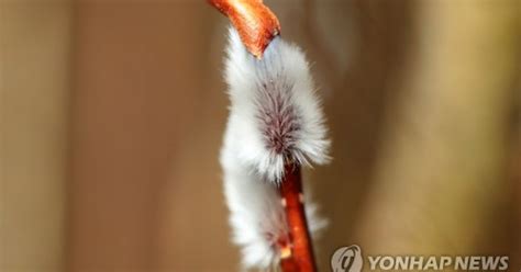 고깔모자 쓴 버들강아지