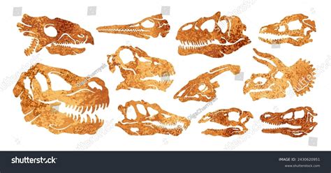 Dinosaur Fossil Teeth Over 5 555 Royalty Free Licensable Stock Illustrations And Drawings