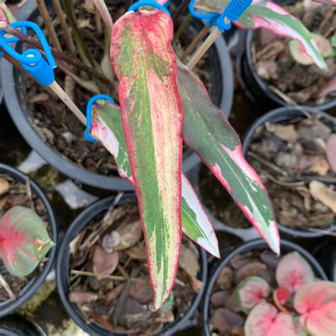 Caladium01 Object Detection Dataset By Rmutp Rajamangala University Of