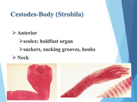 Cestodes Flashcards Quizlet
