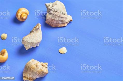 파란색 긁힌 콘크리트에 다른 아름다운 빈 조개가 흩어져 있습니다 텍스트의 공백입니다 맨 위 보기 개체 그룹에 대한 스톡 사진 및