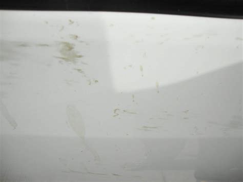 How To Clean Tree Sap Stains From My Car The Automotive India