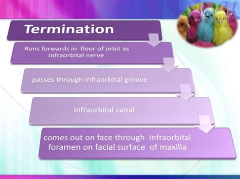 The Maxillary Nerve Pptx