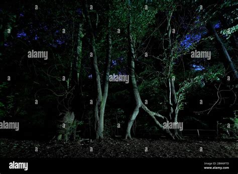 Nellie S Tree Hi Res Stock Photography And Images Alamy