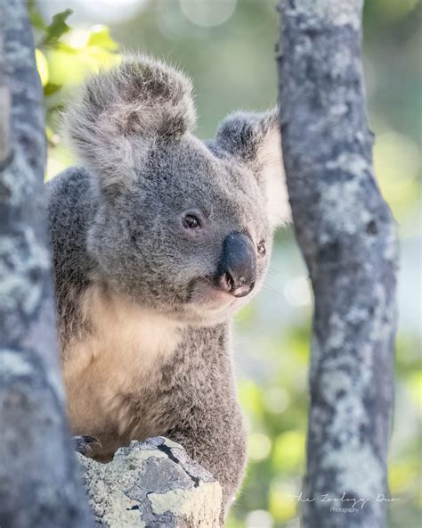 The Ultimate Guide On Where To See Koalas On Magnetic Island