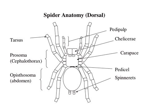 Arachnida Anatomy Anatomy Spider Stock Illustrations 1453 Anatomy
