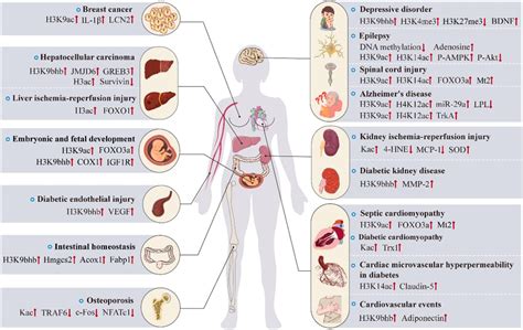 The Anti Inflammatory Effects Of Beta Hydroxybutyrate Genspark