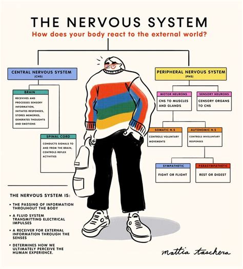 5 Tips For Performing A Nursing Health Assessment Of The Nervous System
