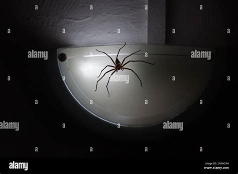 Huntsman Spider Clock