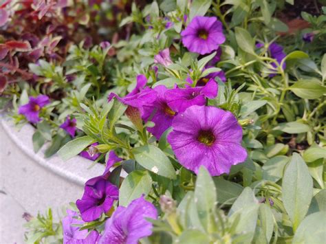 T Mobile Revvl Pro G Mid Range Isnt Bad Review Techwelike