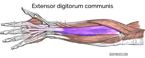 Superficial Extensors Forearm Diagram Quizlet
