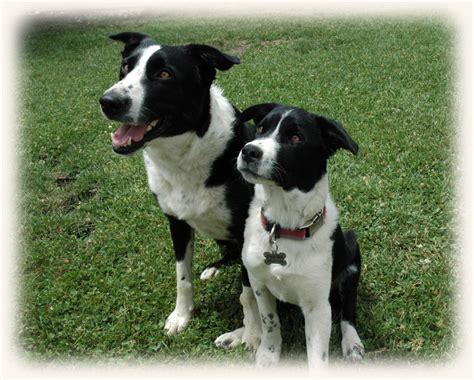 Mcnab Temperament Lifespan Shedding Puppy