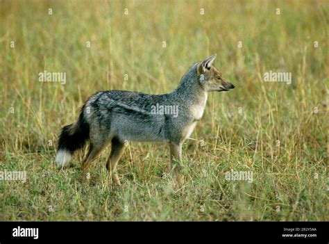 Side Striped Jackal Canis Adustus Striped Jackals Jackal Jackals