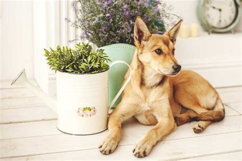 Empoisonnement à Lhuile De Pennyroyal Chez Le Chien Symptômes