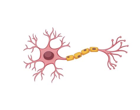 Neuron Cell Parts Quiz