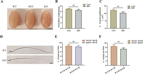 The Fertility Of Fbxw17 Ko Mice A The Morphology Of Adult Testis Of Wt Download Scientific