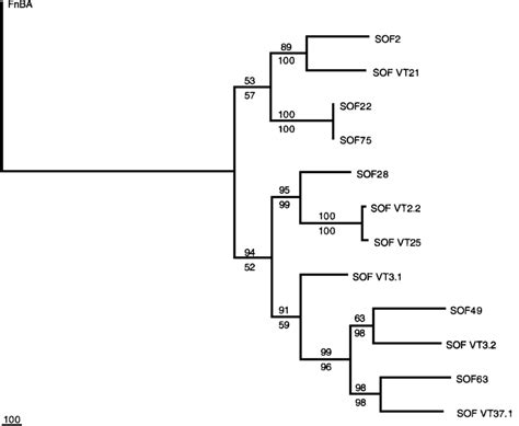 Phylogenetic Analysis Of The Sof Nucleotide Sequences From 12 S