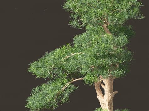 Artstation Podocarpus Macrophyllus Buddhist Pine 02 Resources