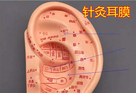 耳穴压豆治疗戒烟 搜狐